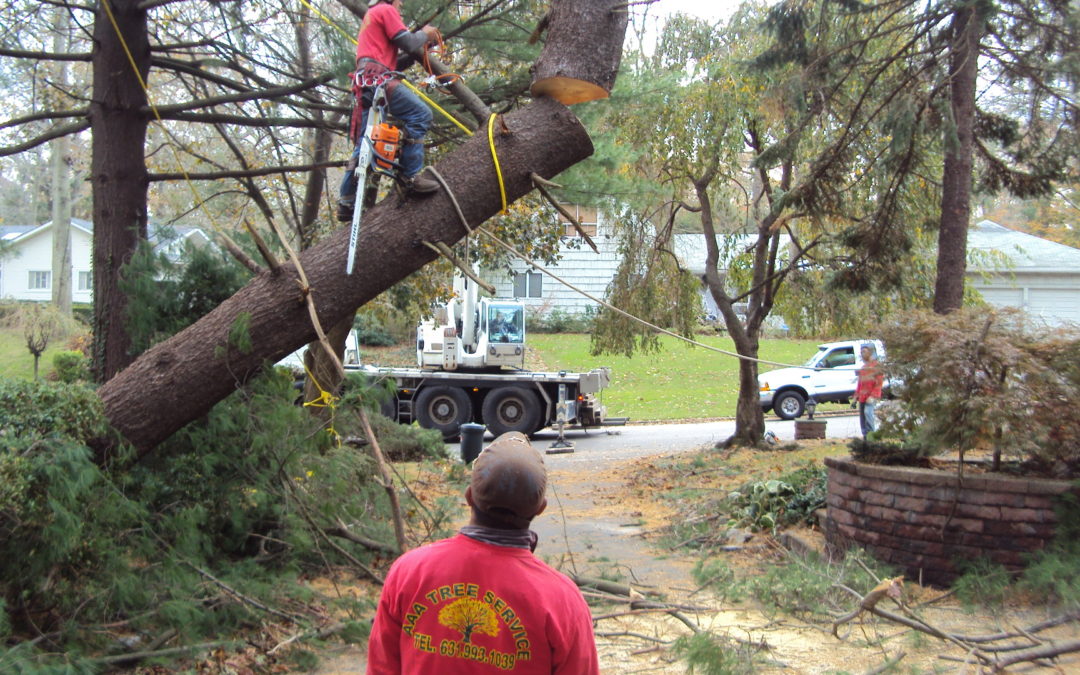 Tree Removal Service Tree Trimming Cost Are Diferent Estimates pruning