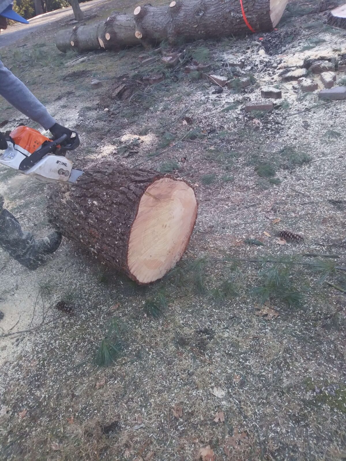 Tree Pruning Near Me Tree Removal Services Nassau County NY tree-pruning-near-me-tree-removal-services-nassau-county-ny