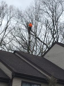 Tree Pruning How removal of large branches over Home trimming cost